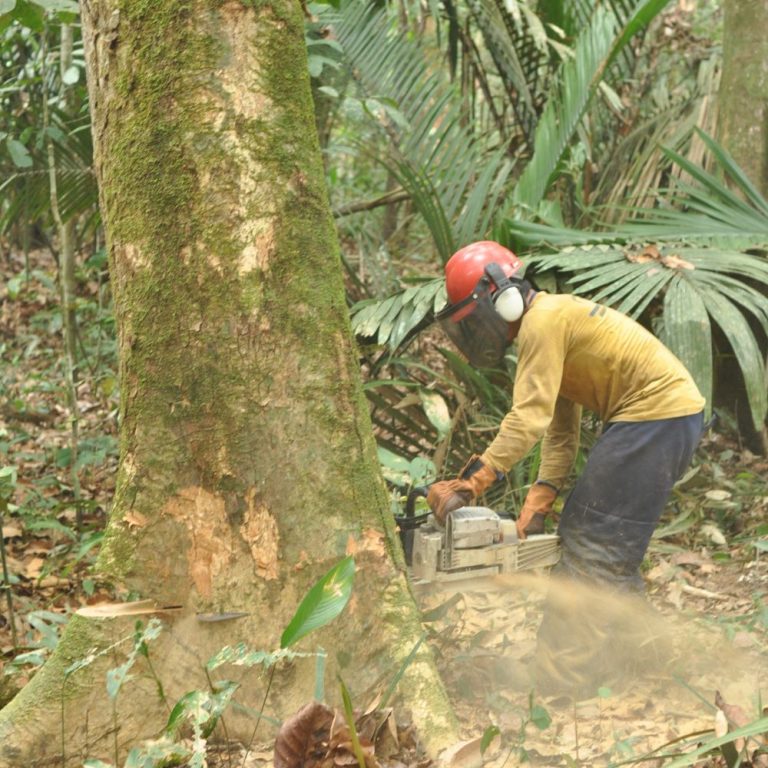 Development of the Brazilian timber Due Diligence tool for timber ...