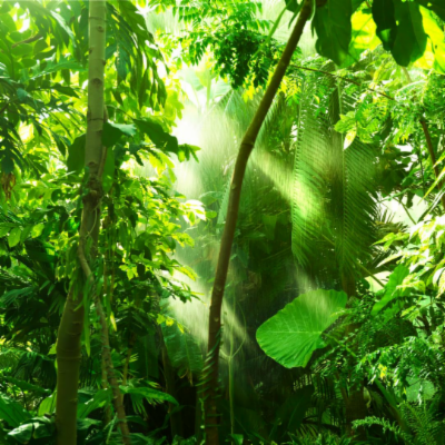 New research demonstrates climate benefits of rainforest protection and ...